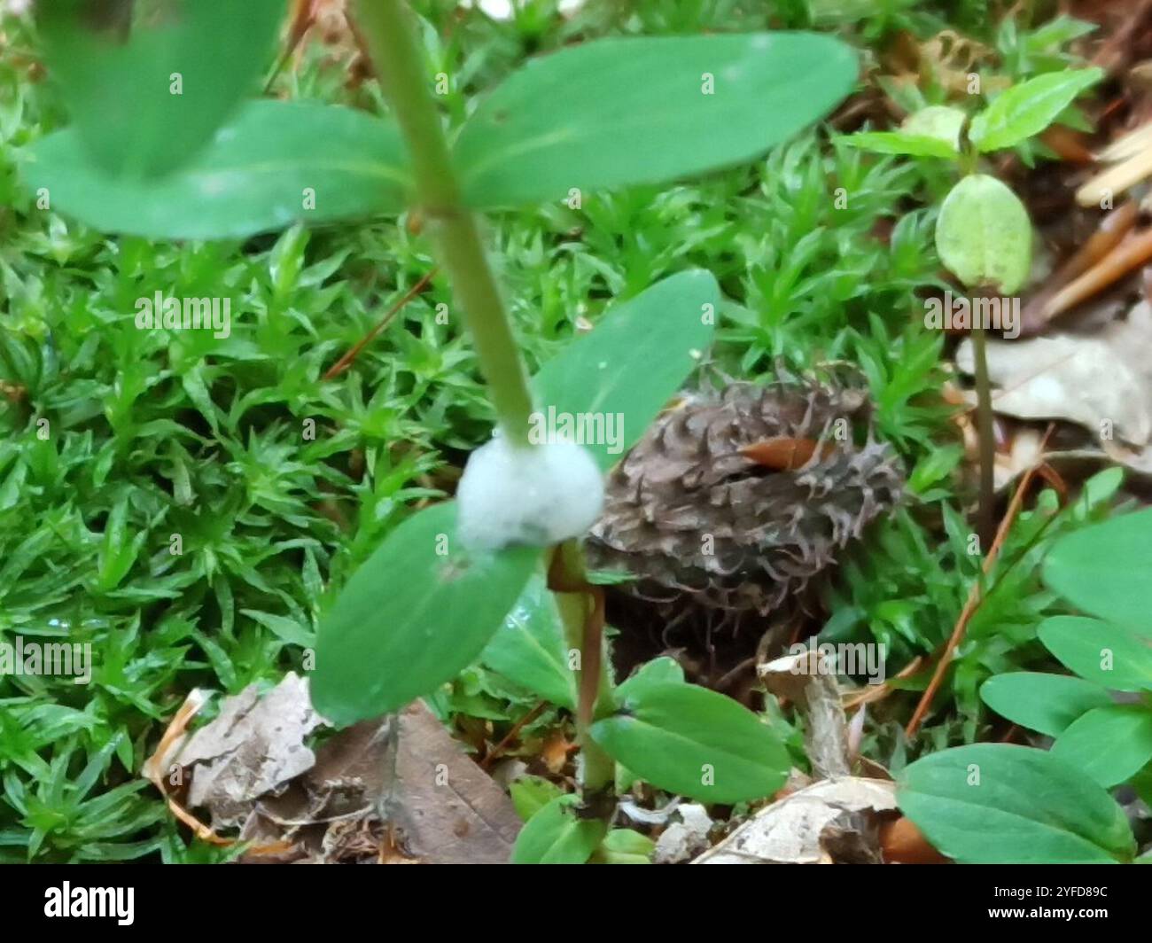 coralroot (Cardamine bulbifera Stock Photo - Alamy