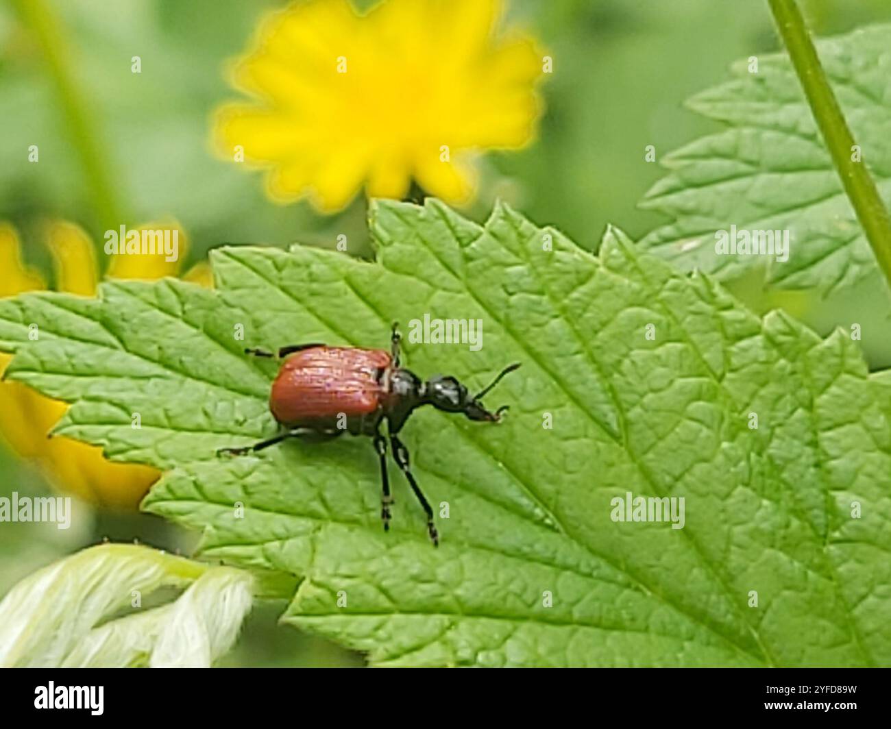 Hazel leaf-roller weevil (Apoderus coryli Stock Photo - Alamy