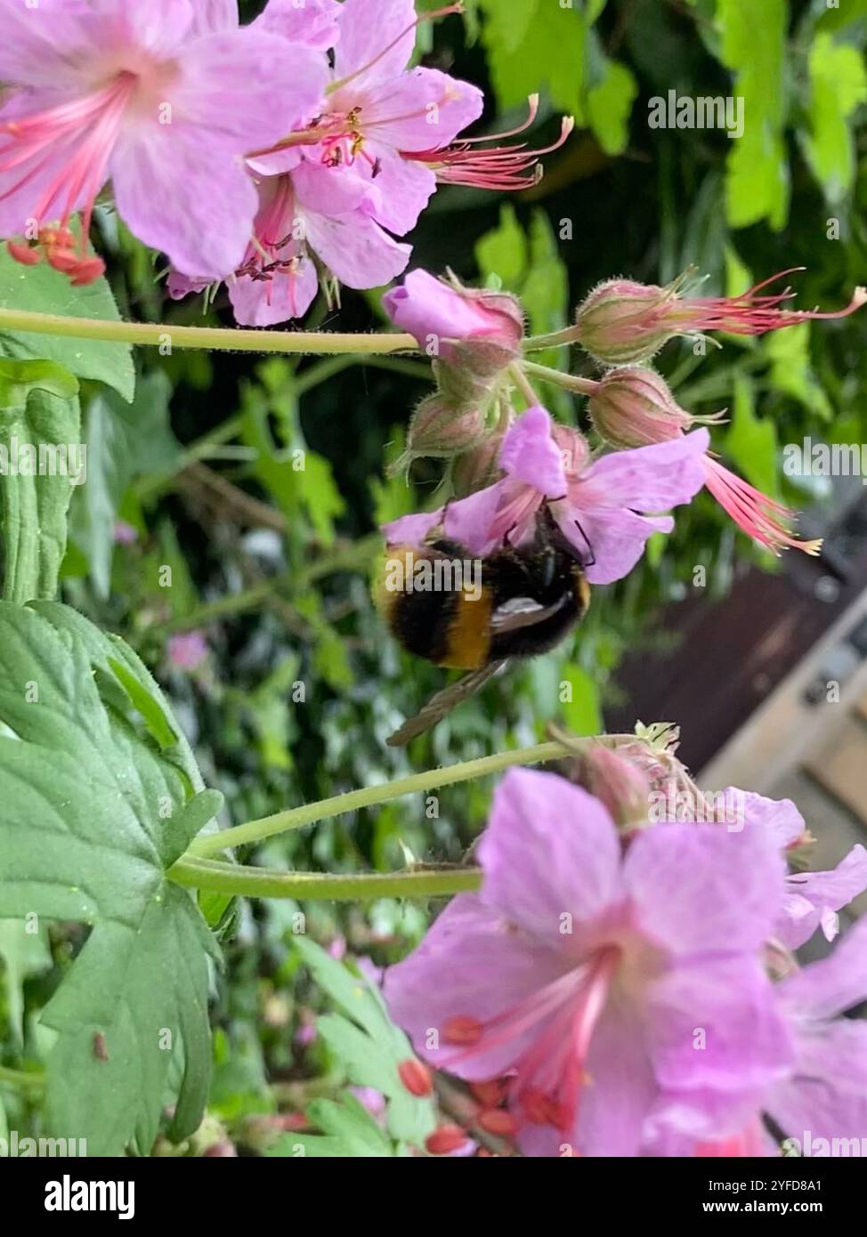 Buff-tailed Bumble Bee (Bombus terrestris Stock Photo - Alamy