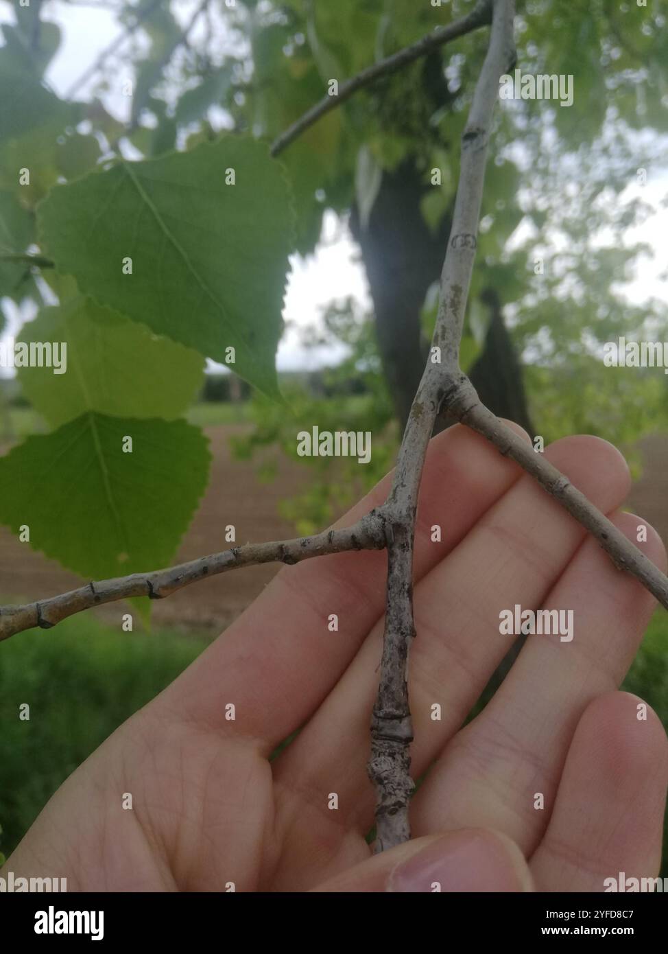 Hybrid Black-poplar (Populus × canadensis Stock Photo - Alamy