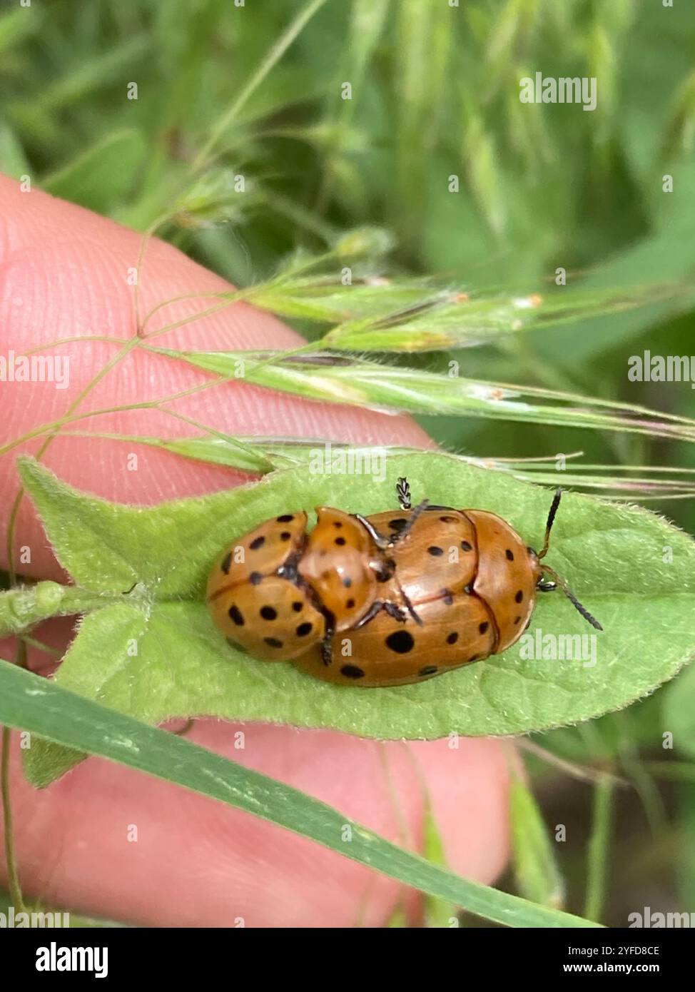 Argus tortoise beetle hi-res stock photography and images - Alamy