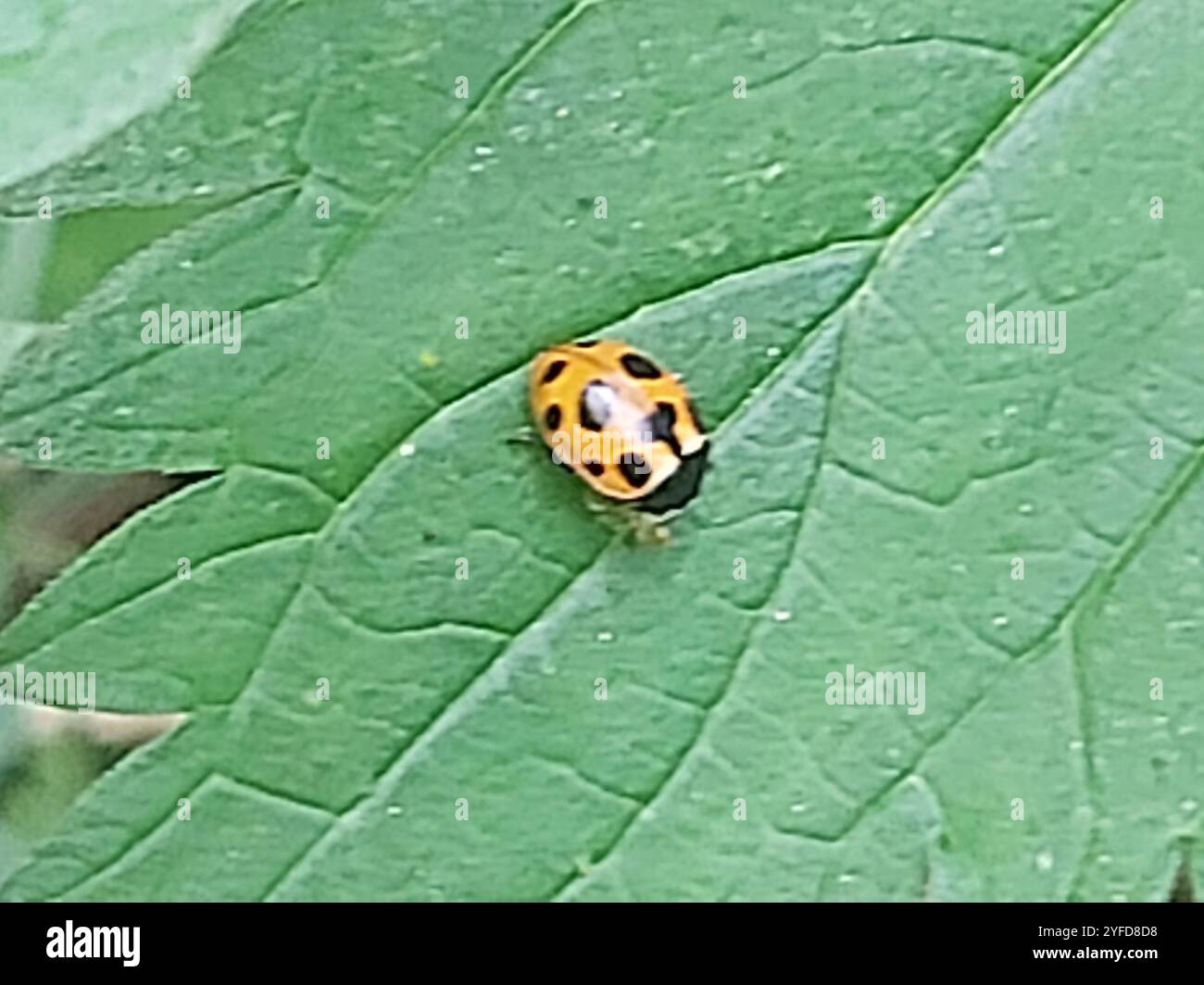Notated Lady Beetle (Ceratomegilla notata Stock Photo - Alamy