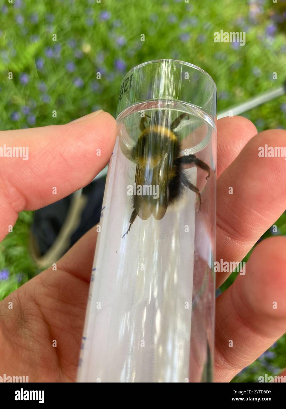 Garden Bumble Bee (Bombus hortorum Stock Photo - Alamy