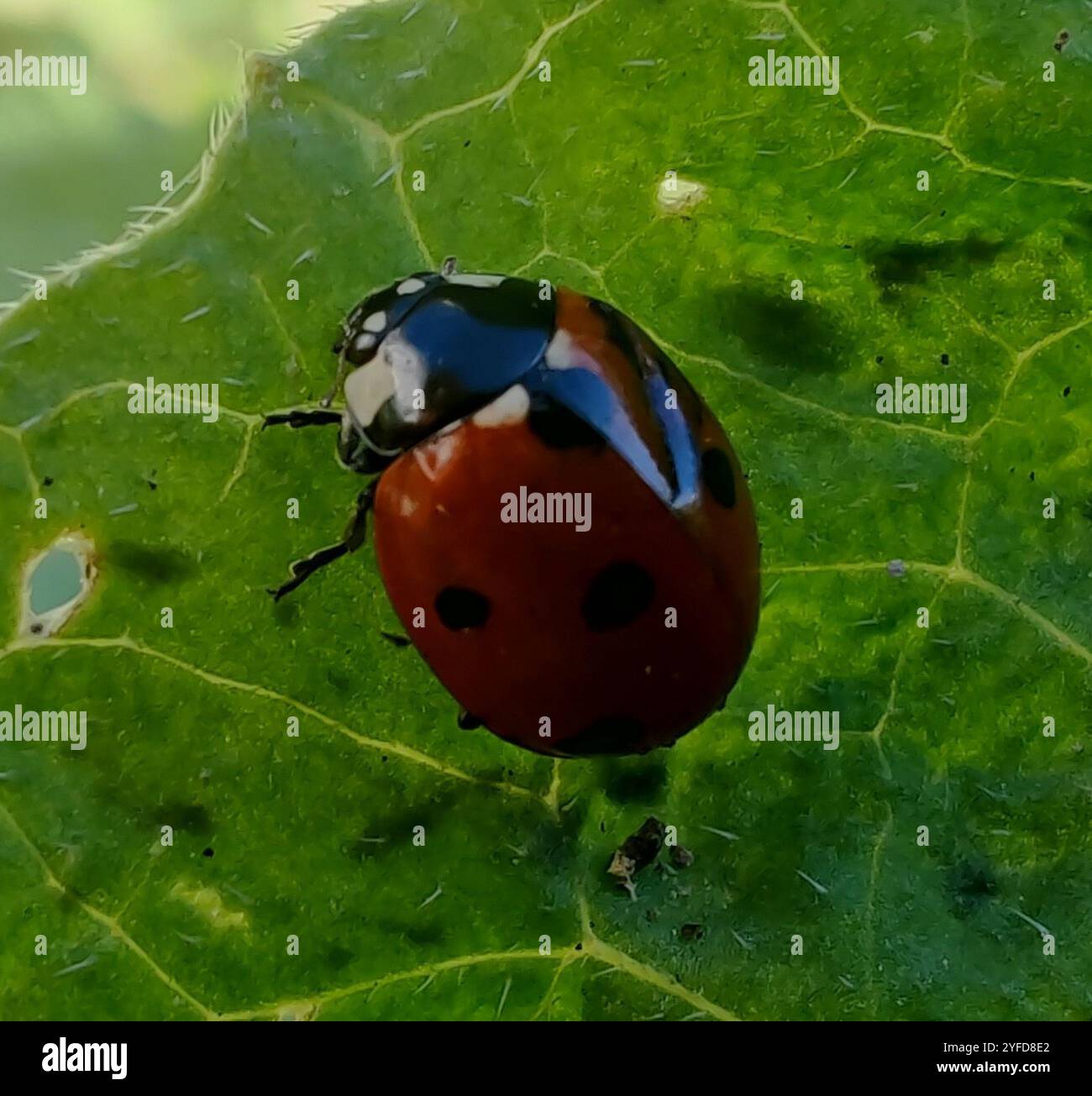 Seven-spotted Lady Beetle (Coccinella septempunctata Stock Photo - Alamy