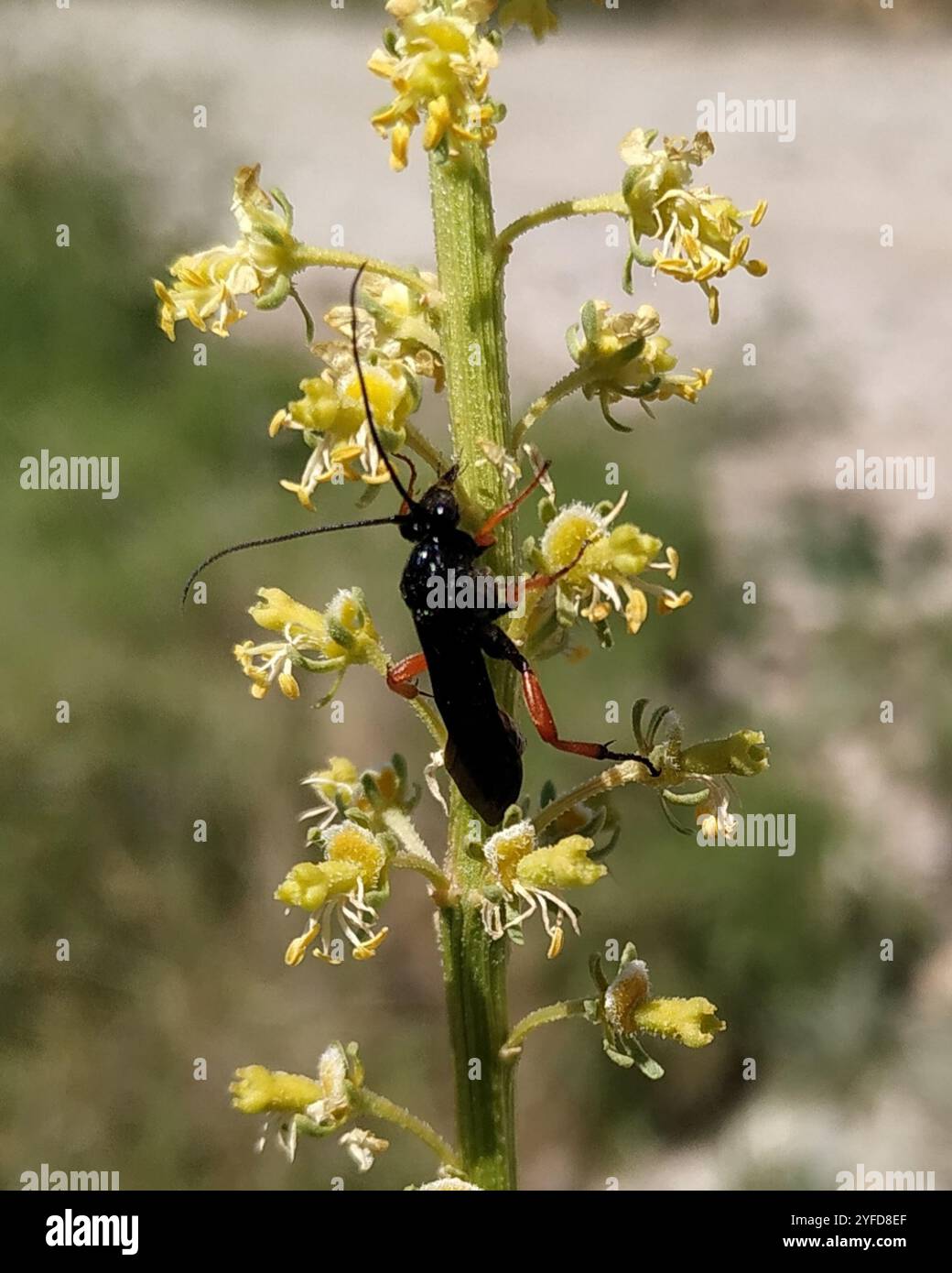 Ichneumonid and Braconid Wasps (Ichneumonoidea Stock Photo - Alamy