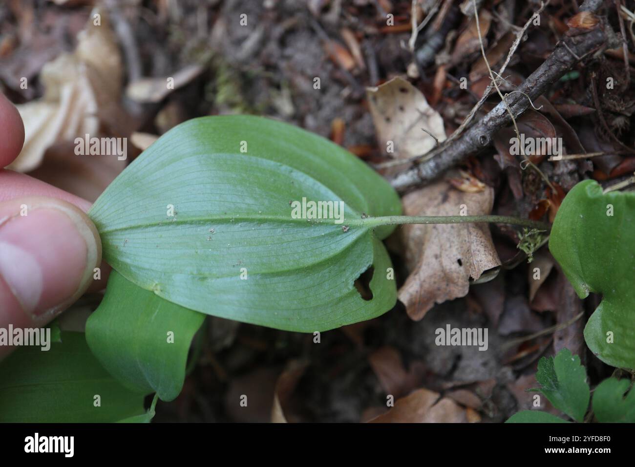 May Lily (Maianthemum bifolium Stock Photo - Alamy
