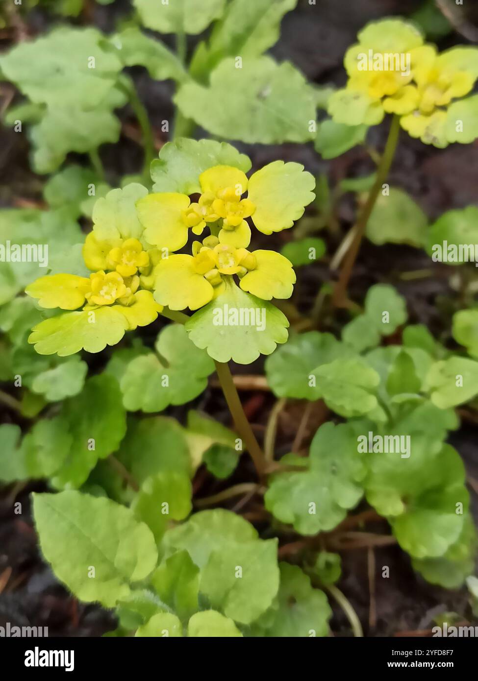 Alternate-leaved Golden Saxifrage (Chrysosplenium alternifolium Stock ...