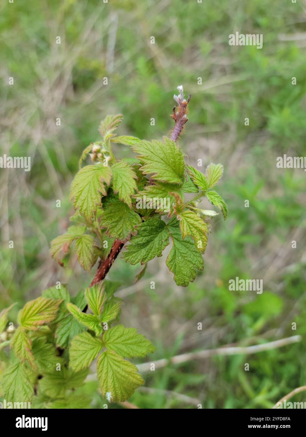 black raspberry (Rubus occidentalis Stock Photo - Alamy