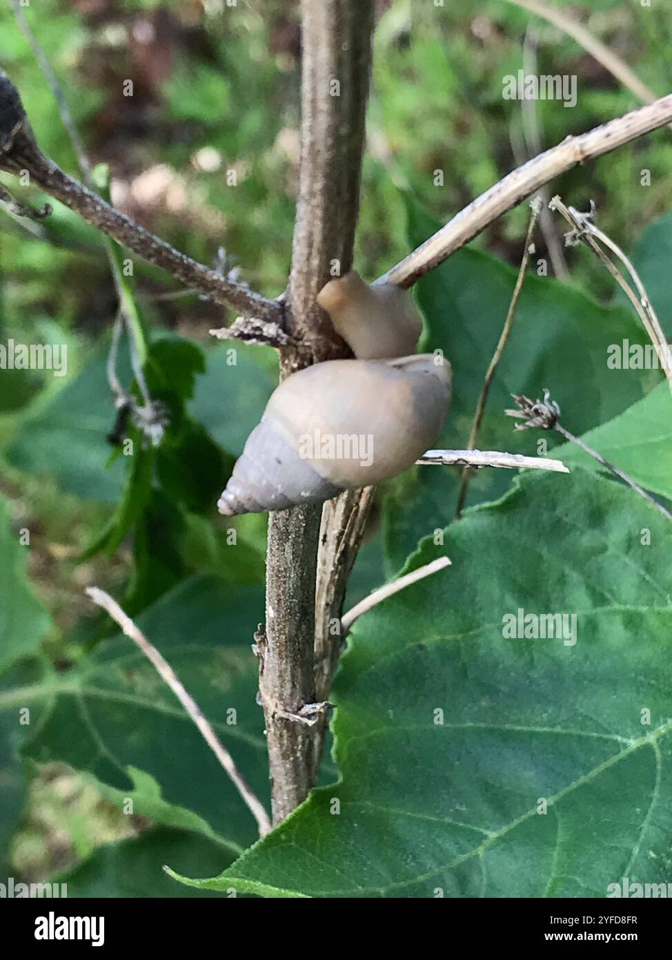 Prairie Rabdotus (Rabdotus mooreanus Stock Photo - Alamy