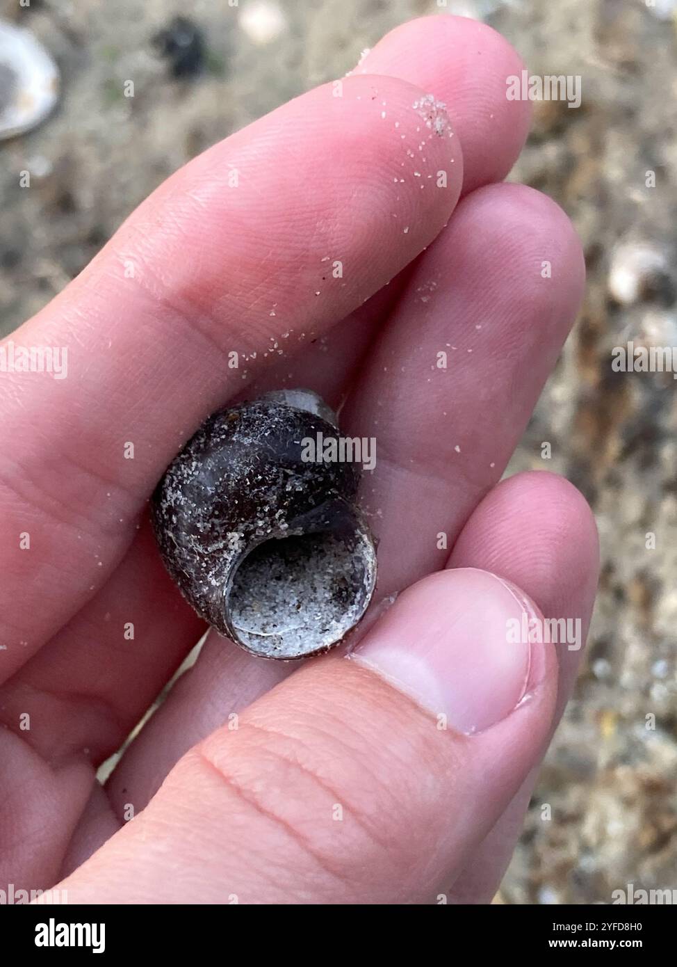 River Snails (Viviparidae Stock Photo - Alamy