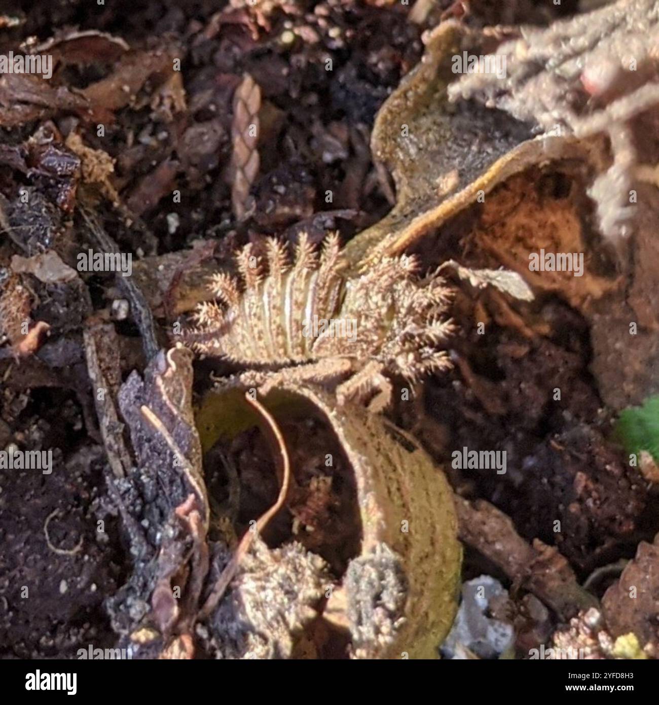 Buffalo Treehoppers and allies (Ceresini Stock Photo - Alamy
