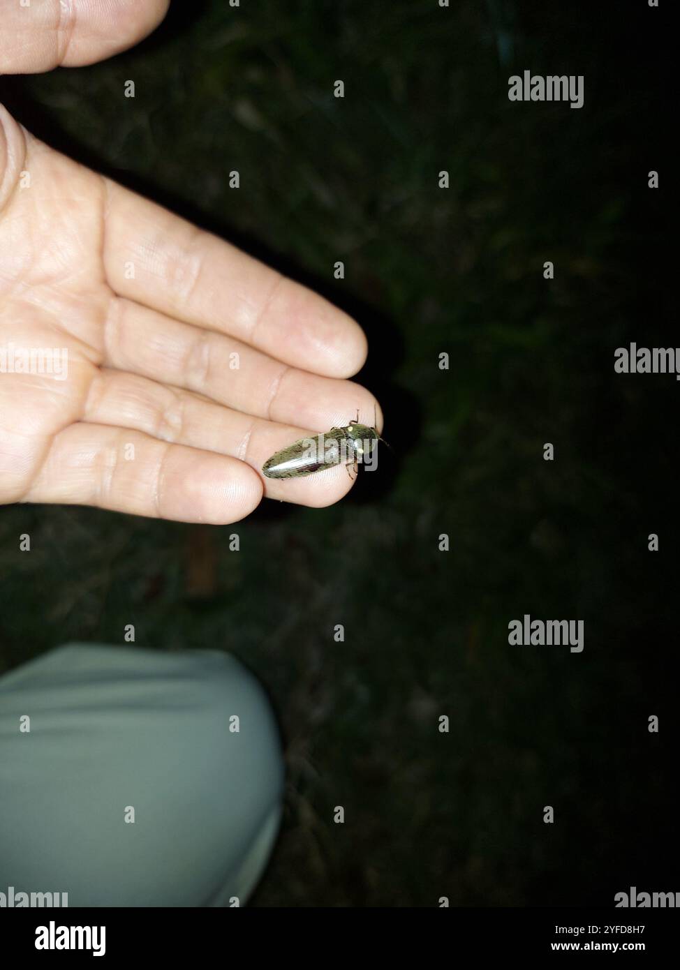 Headlight Beetles (Pyrophorini Stock Photo - Alamy