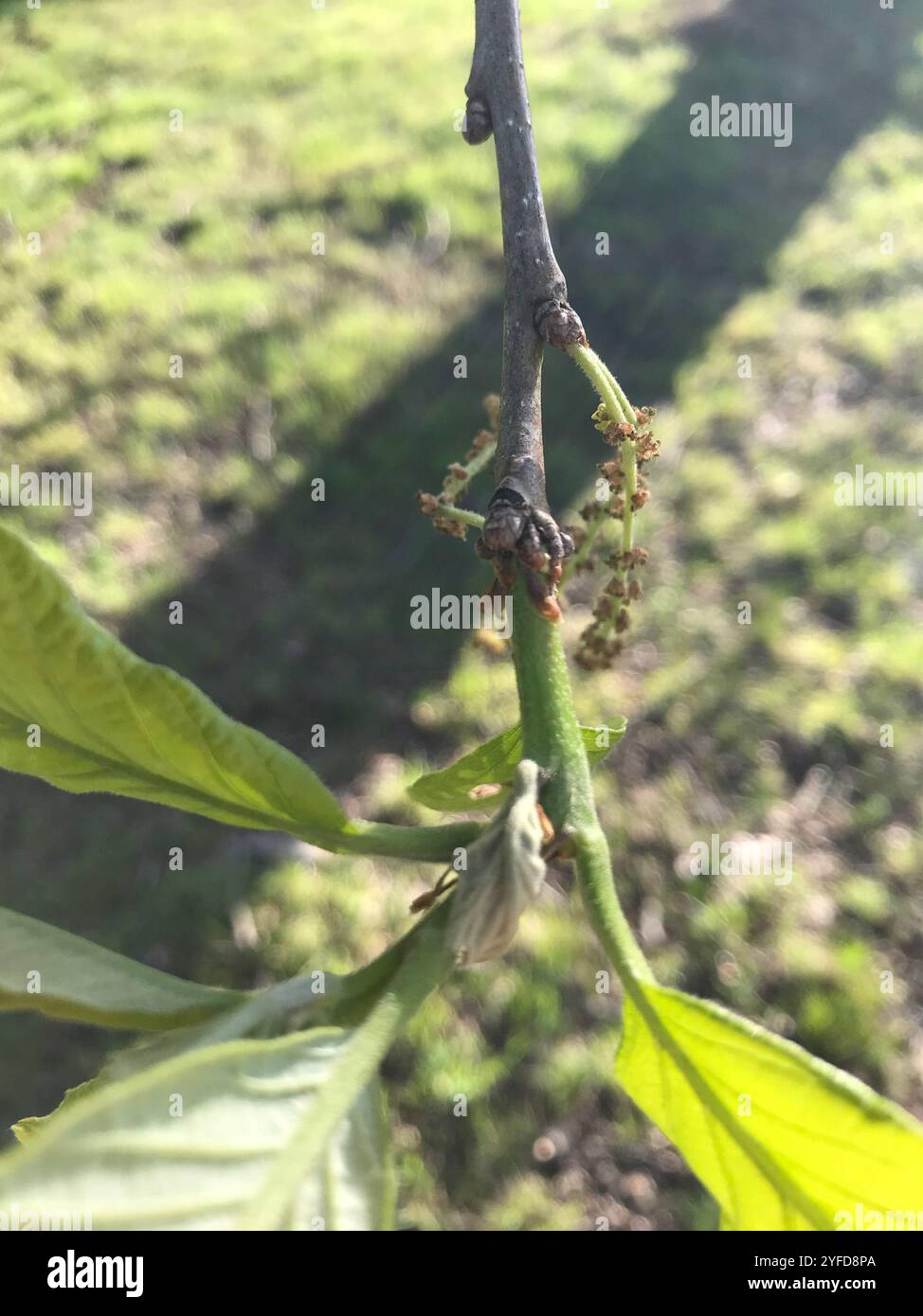 swamp white oak (Quercus bicolor Stock Photo - Alamy
