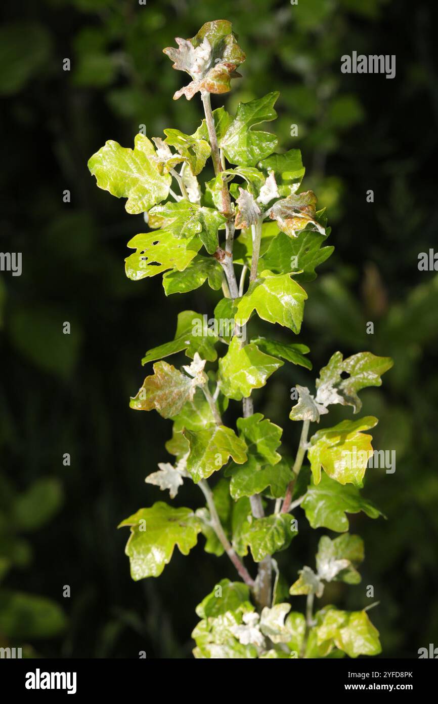 white poplar (Populus alba Stock Photo - Alamy