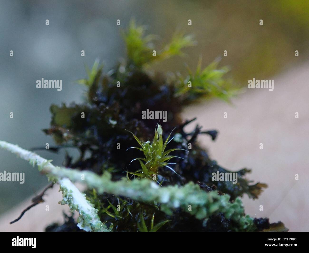 Tattered Jellyskin Lichen (Scytinium lichenoides Stock Photo - Alamy