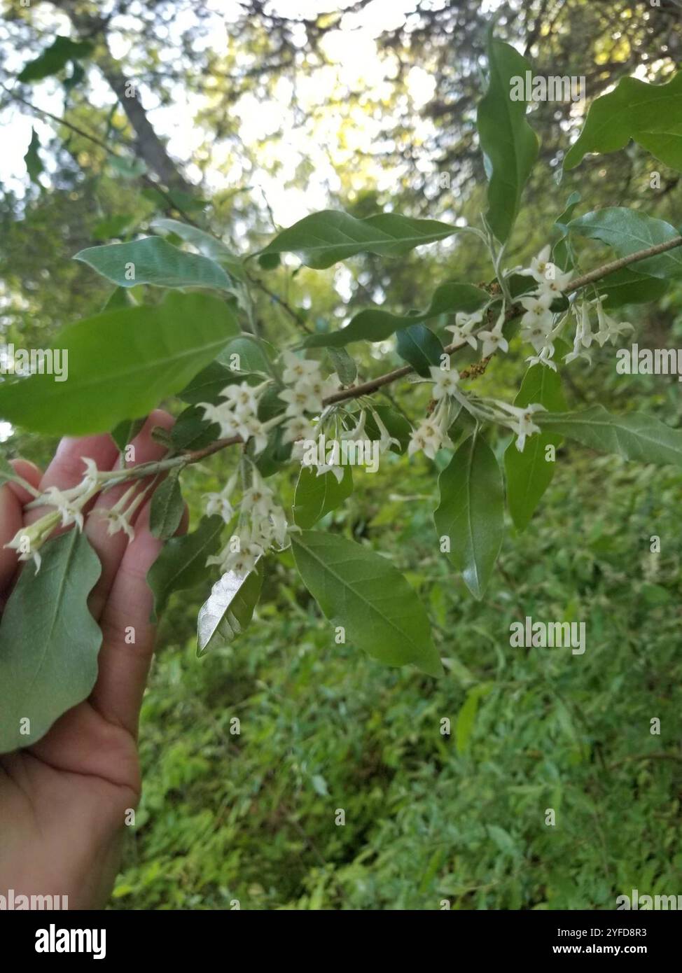autumn olive (Elaeagnus umbellata Stock Photo - Alamy
