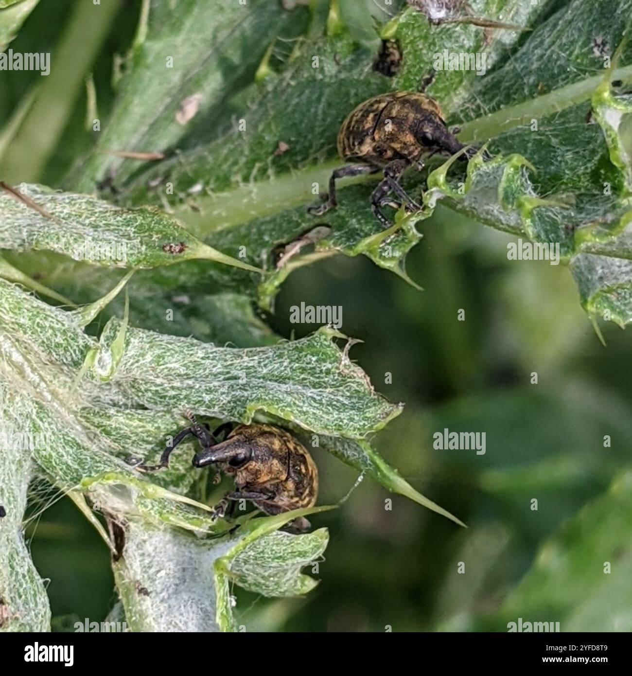 Turbine Cylindrical Weevil (Larinus turbinatus Stock Photo - Alamy