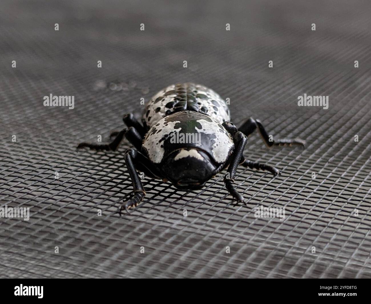 Zopherus nodulosus hi-res stock photography and images - Alamy