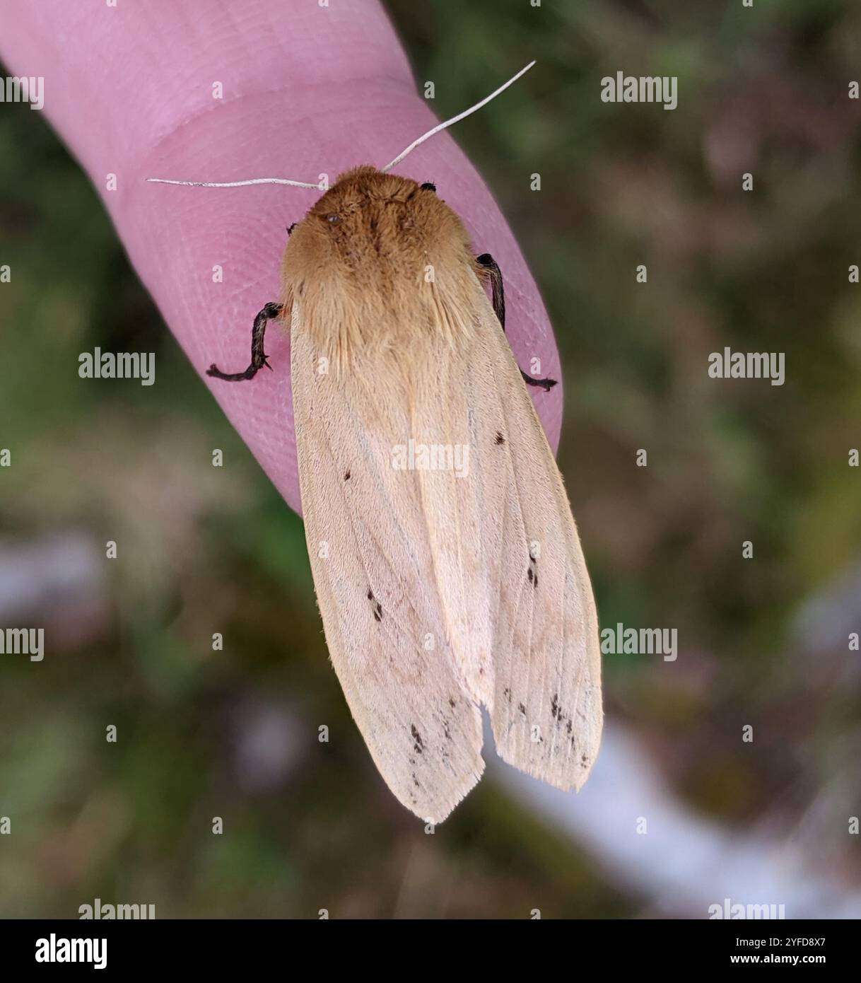 Isabella Tiger Moth (Pyrrharctia isabella Stock Photo - Alamy