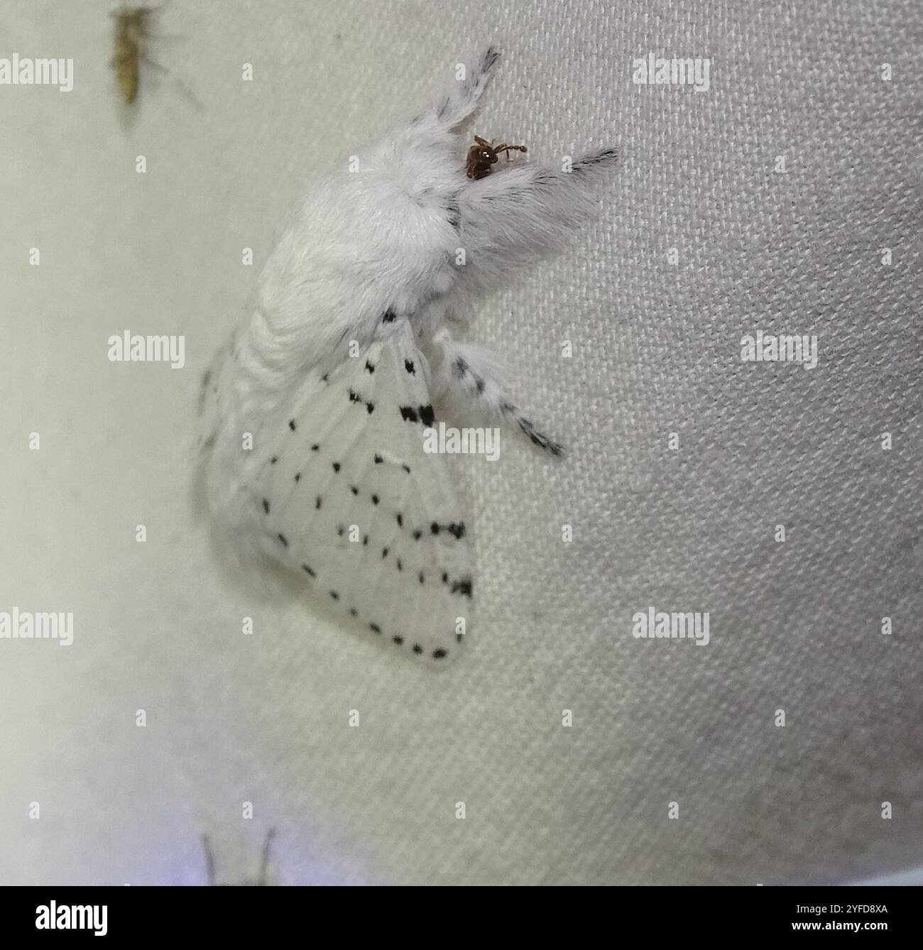 Dot-lined White (Artace cribrarius Stock Photo - Alamy