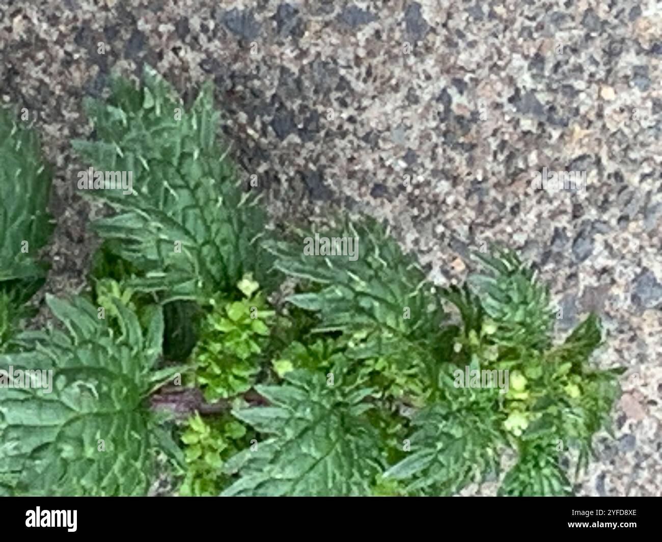 Dwarf Nettle (Urtica urens Stock Photo - Alamy