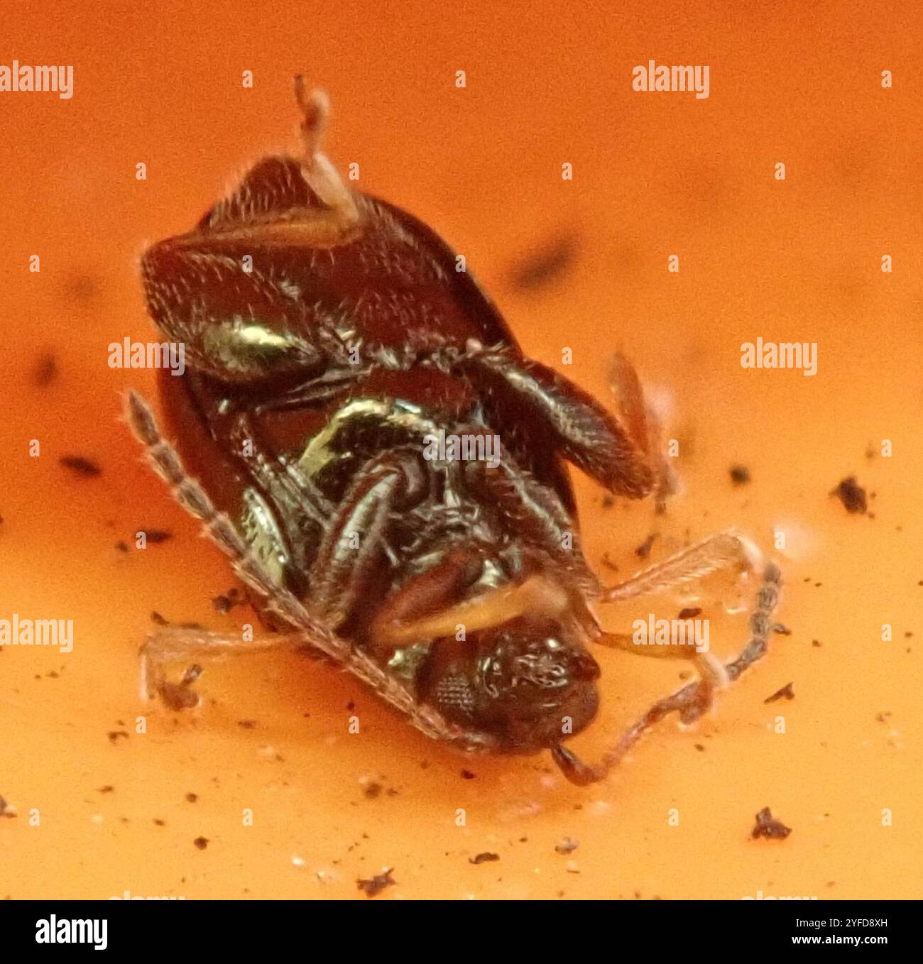 Spurge Flea Beetles (Aphthona Stock Photo - Alamy