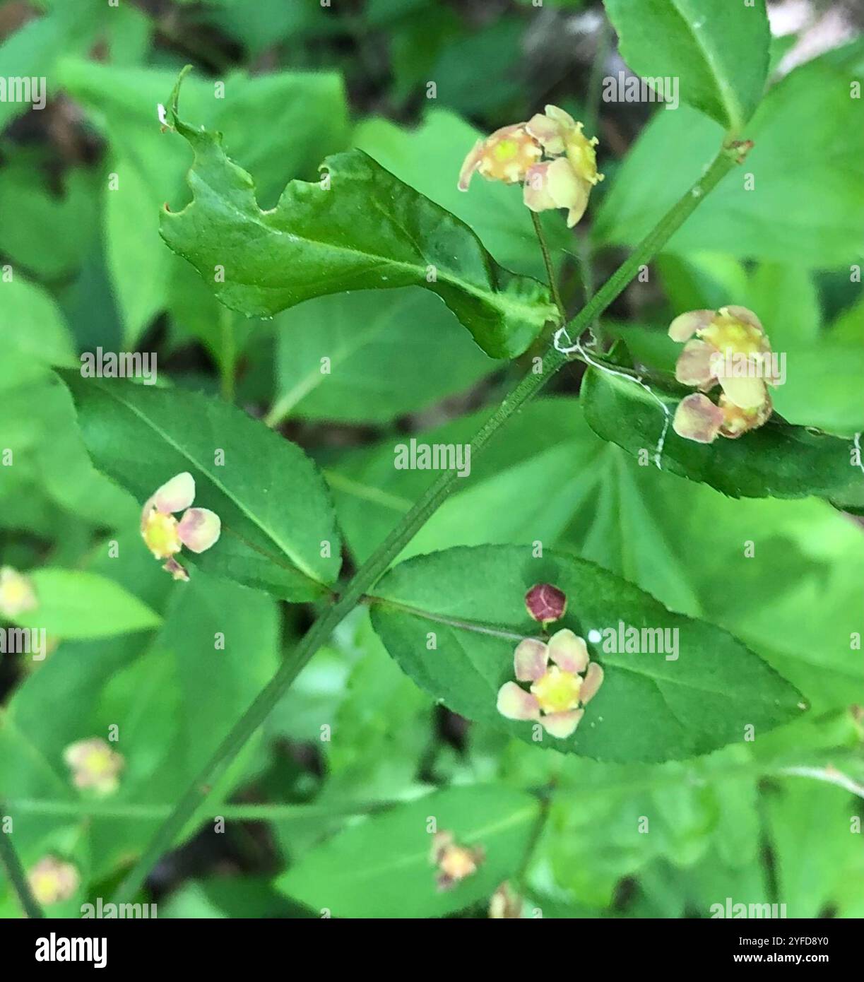 strawberry bush (Euonymus americanus Stock Photo - Alamy