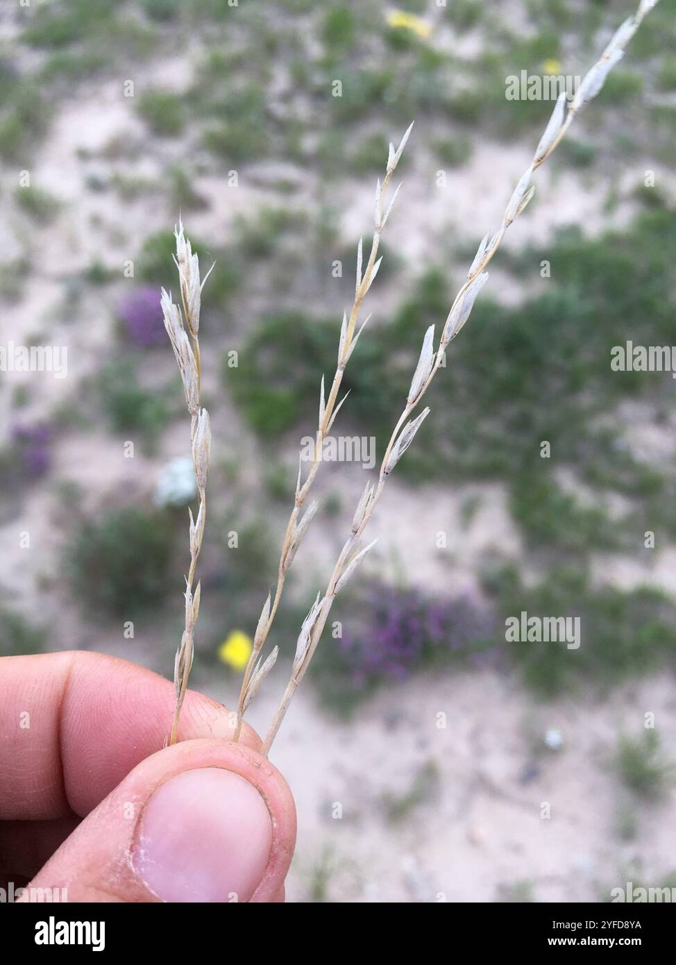 thickspike wheatgrass (Elymus lanceolatus Stock Photo - Alamy