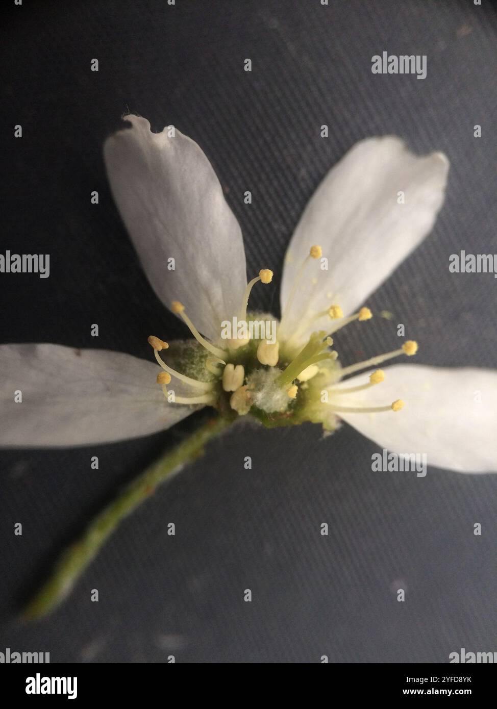 Running Serviceberry (Amelanchier stolonifera Stock Photo - Alamy