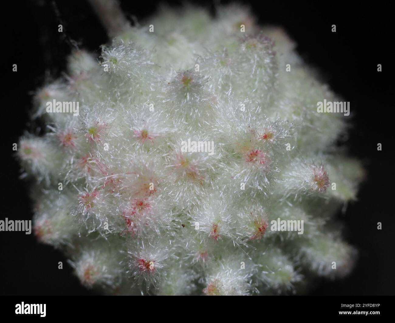 Callirhytis seminator hi-res stock photography and images - Alamy