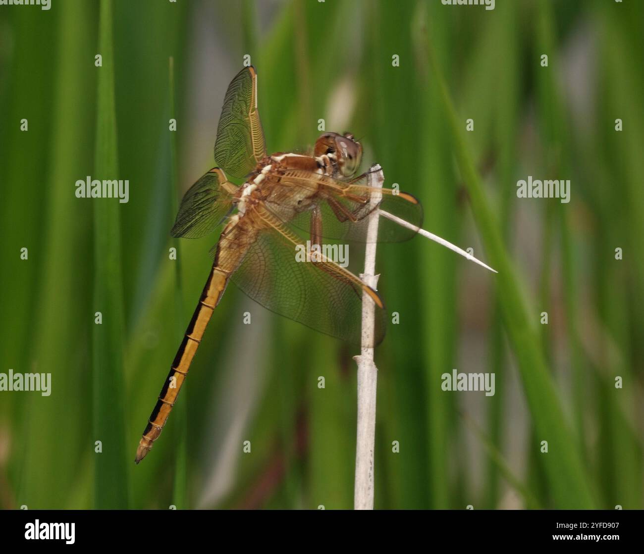 Libellula needhami hi-res stock photography and images - Alamy