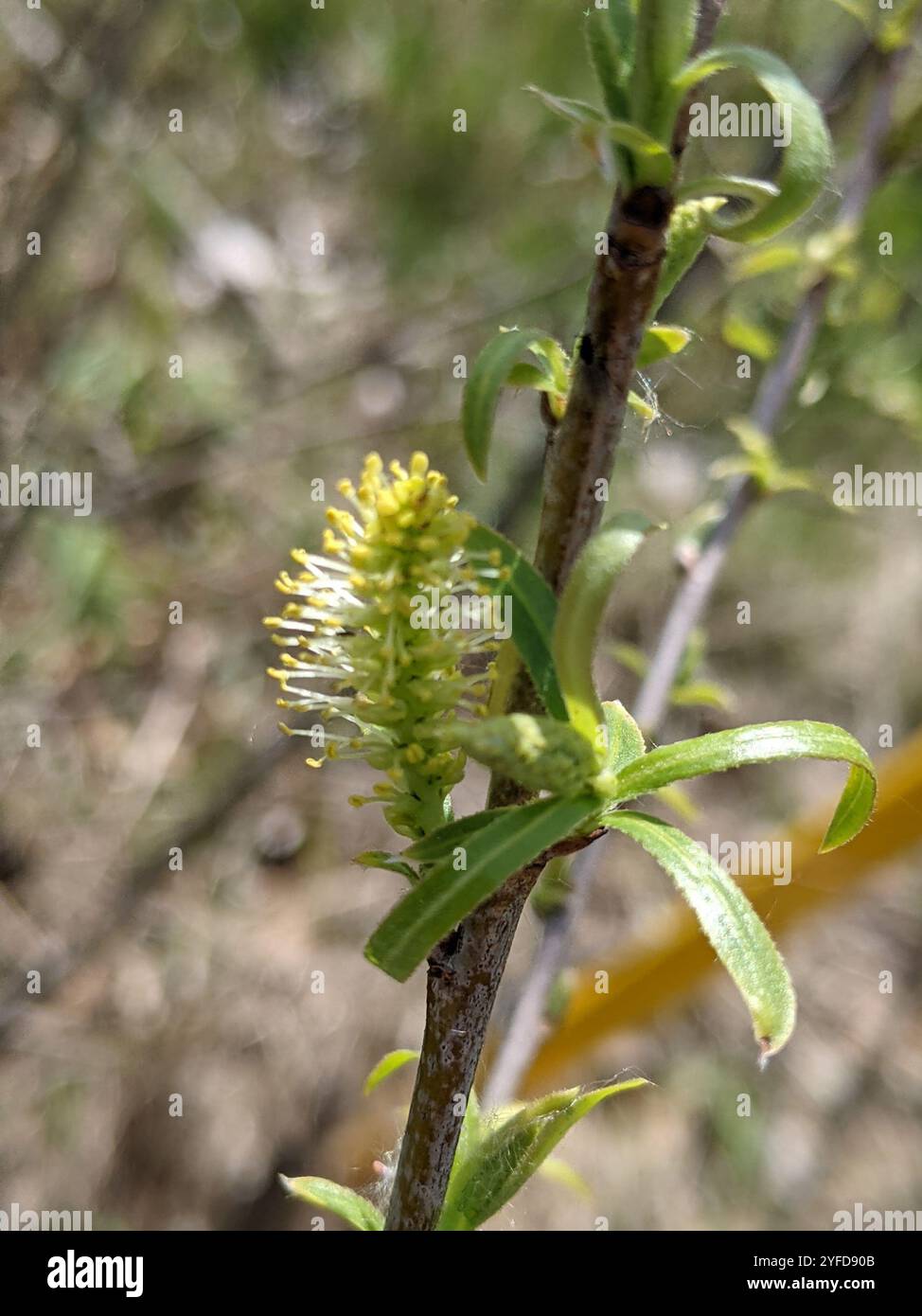 interior sandbar willow (Salix interior Stock Photo - Alamy