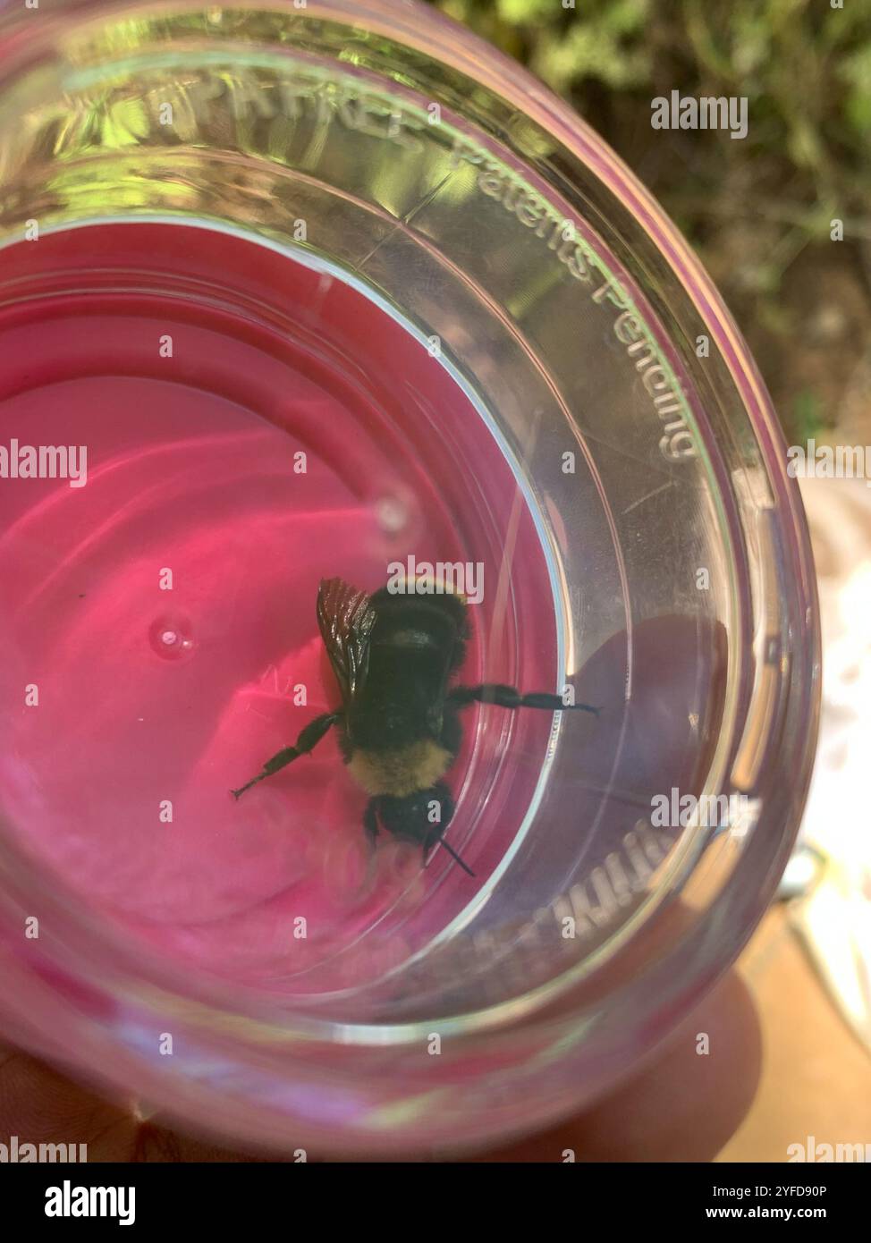 California Bumble Bee (Bombus californicus Stock Photo - Alamy