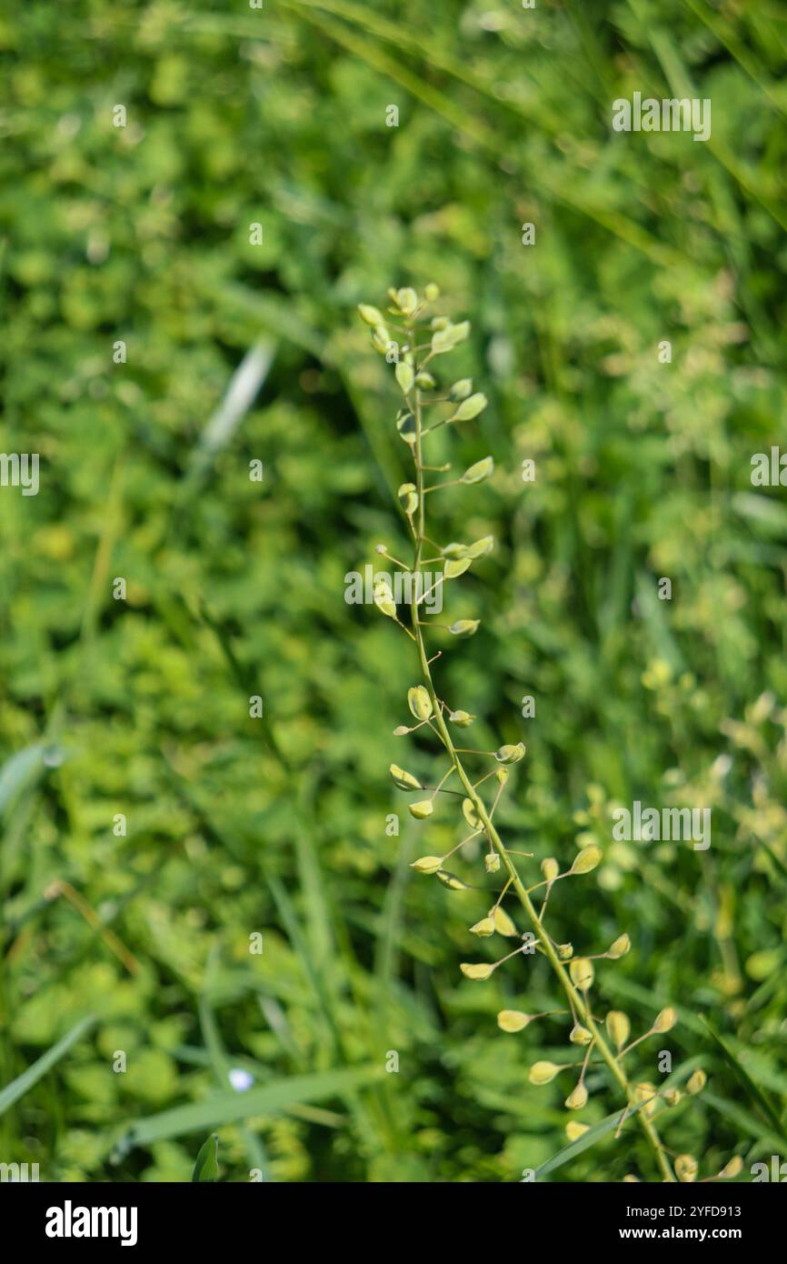 garlic penny-cress (Mummenhoffia alliacea Stock Photo - Alamy