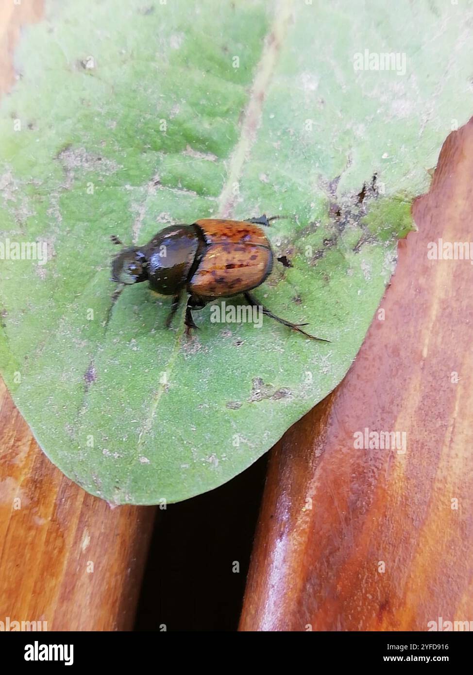 metallic horned dung beetle (Onthophagus coenobita Stock Photo - Alamy