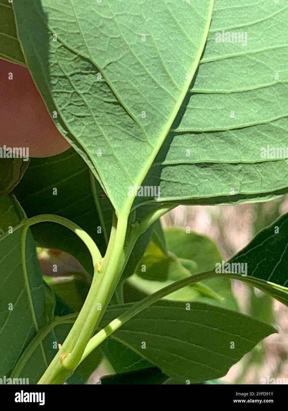 Chinese Tallow (Triadica sebifera Stock Photo - Alamy