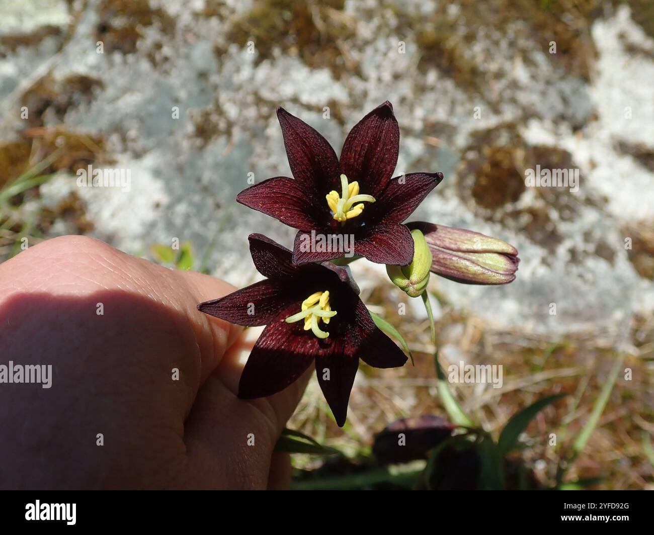 Rice root (Fritillaria camschatcensis Stock Photo - Alamy