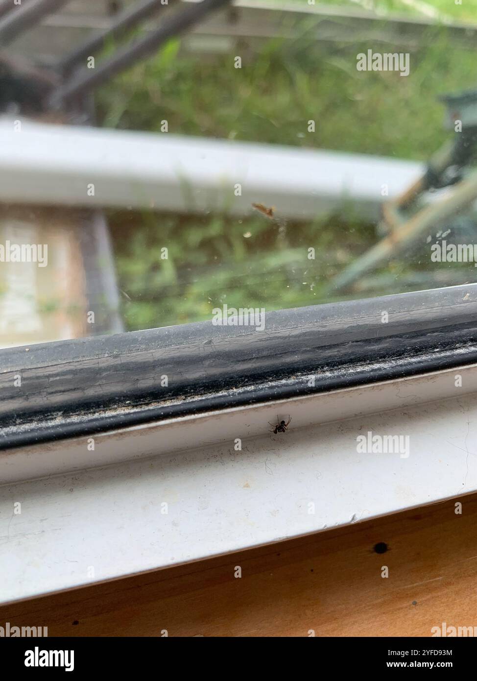 Ant-mimic Sac Spiders (Castianeira Stock Photo - Alamy