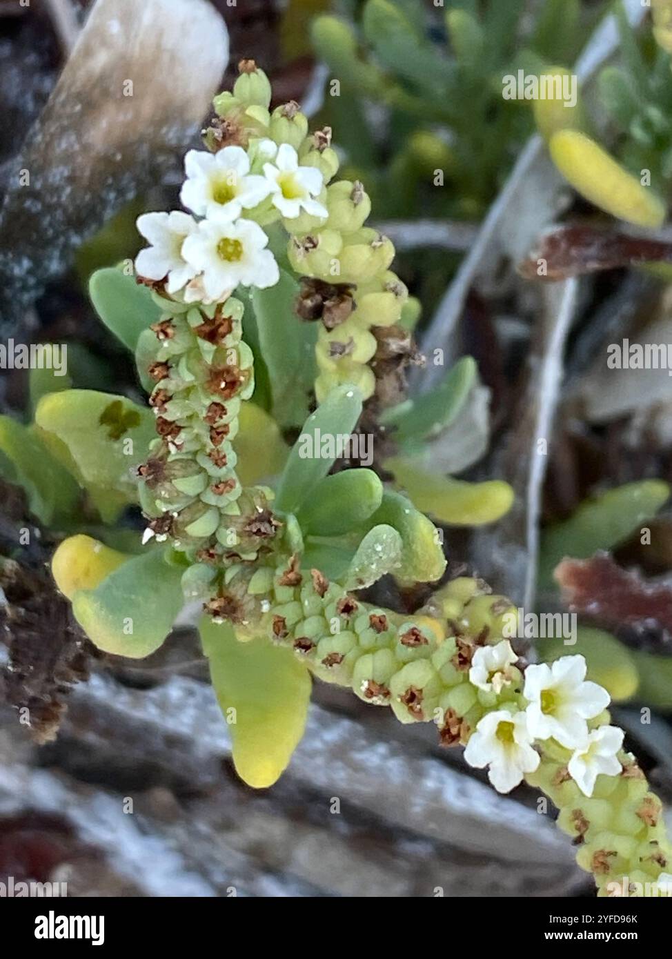 Heliotropium curassavicum hi-res stock photography and images - Alamy