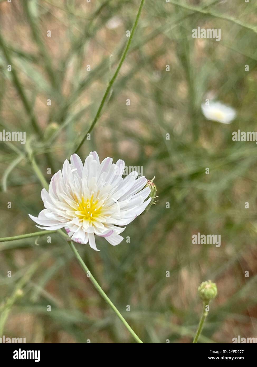 Cliff Aster (Malacothrix saxatilis Stock Photo - Alamy
