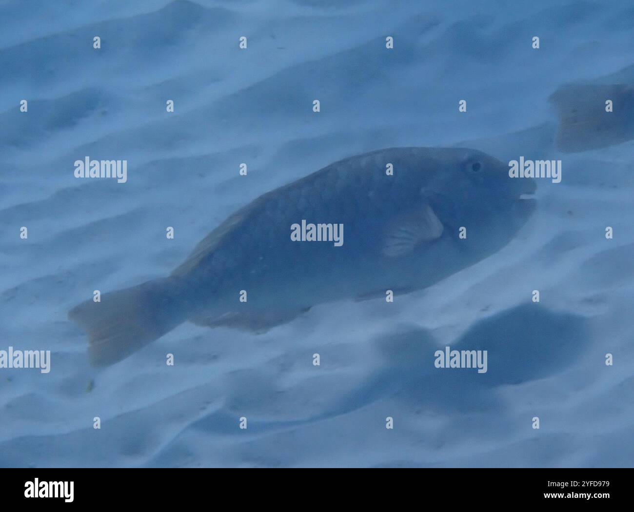 Yellowtail Parrotfish (Sparisoma rubripinne Stock Photo - Alamy