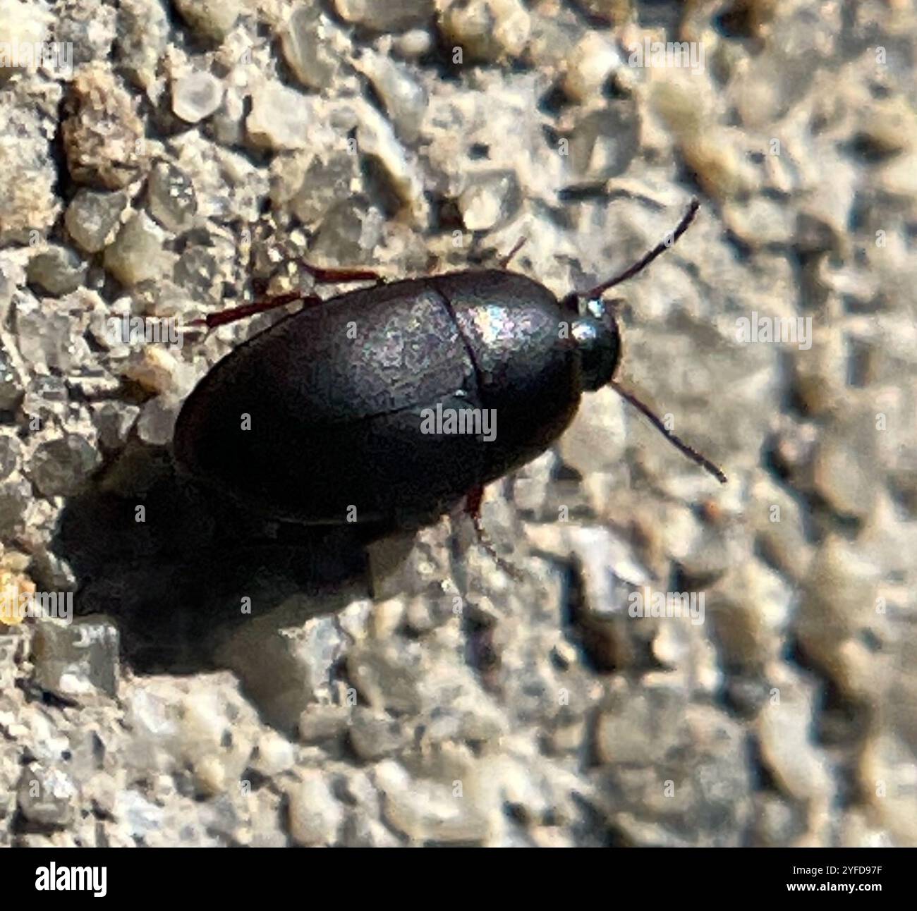 Darkling Beetles (Tenebrionidae Stock Photo - Alamy