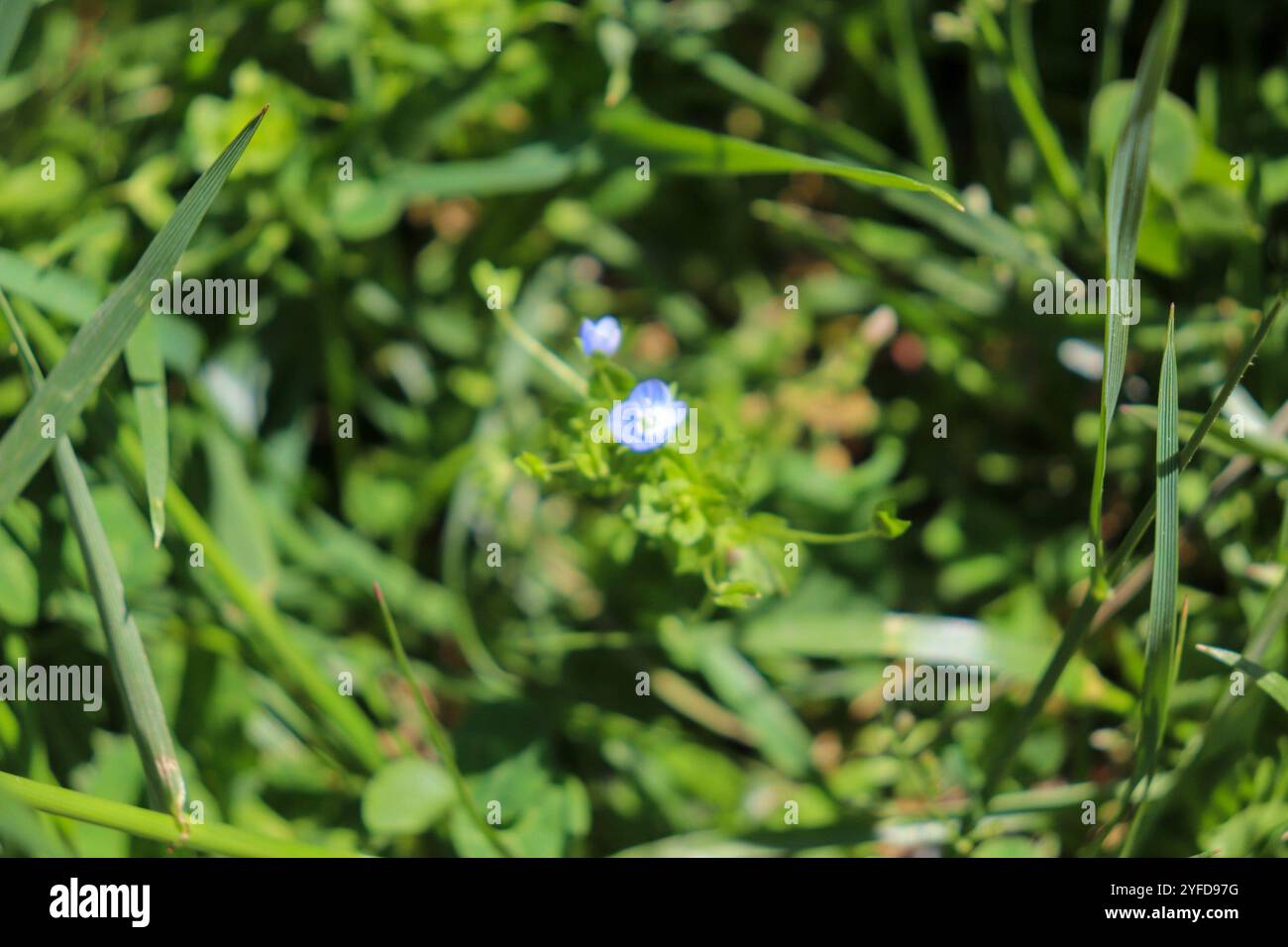 bird's-eye speedwell (Veronica persica Stock Photo - Alamy