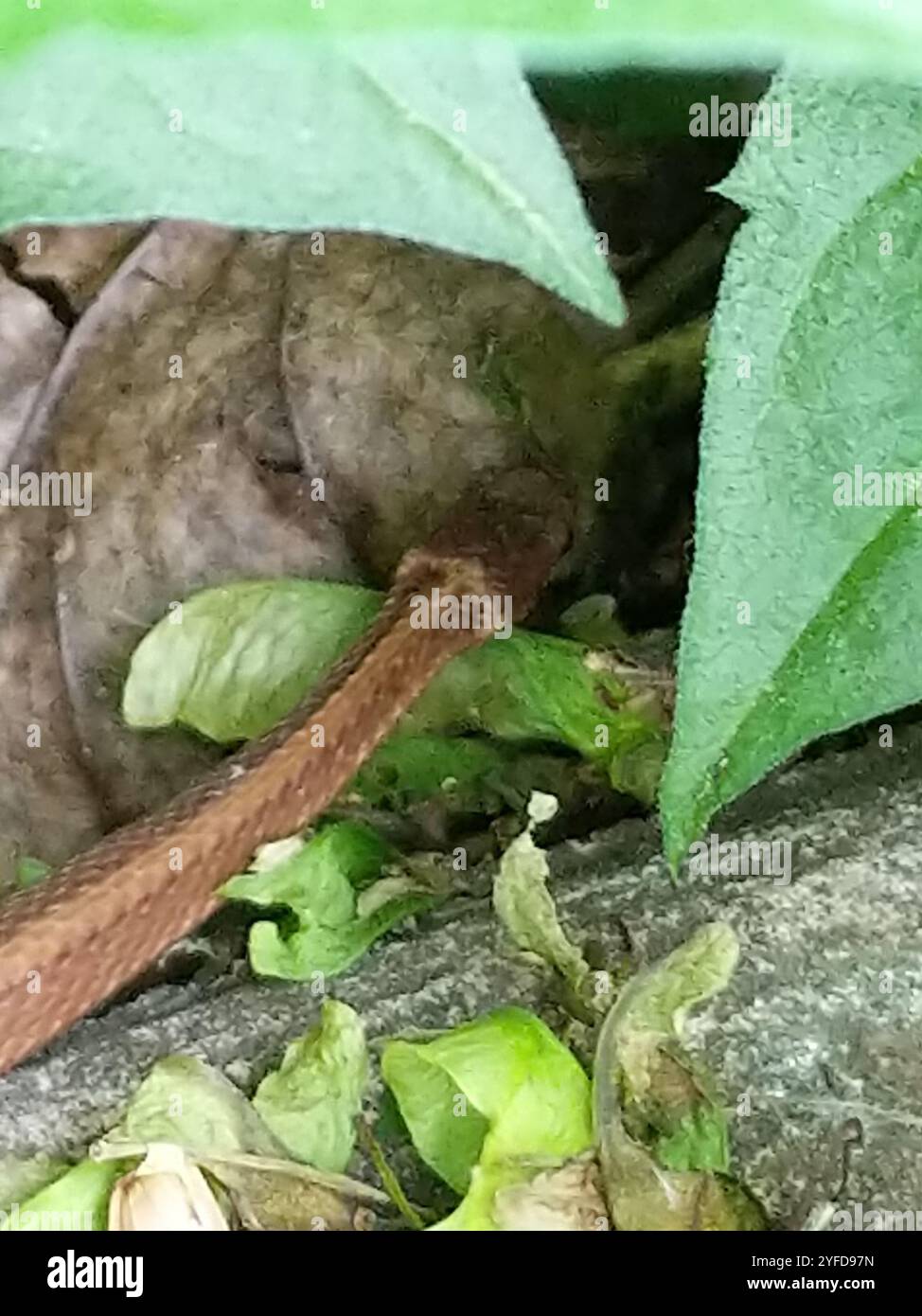 Red-bellied Snake (Storeria occipitomaculata Stock Photo - Alamy