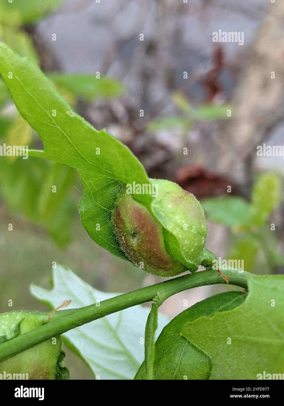 Oak Petiole Gall Wasp (Andricus quercuspetiolicola Stock Photo - Alamy