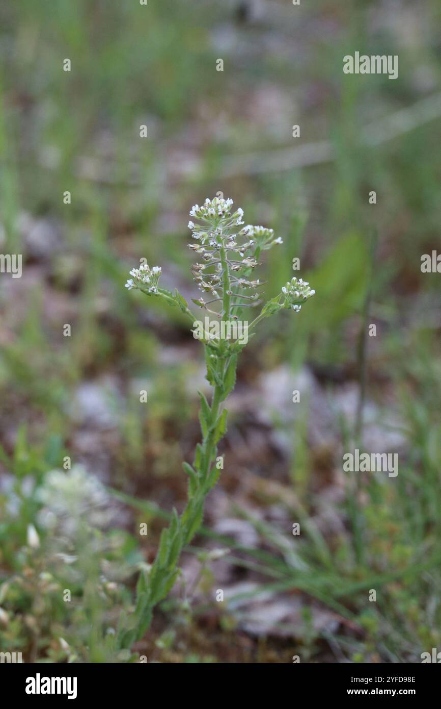 field peppergrass (Lepidium campestre Stock Photo - Alamy