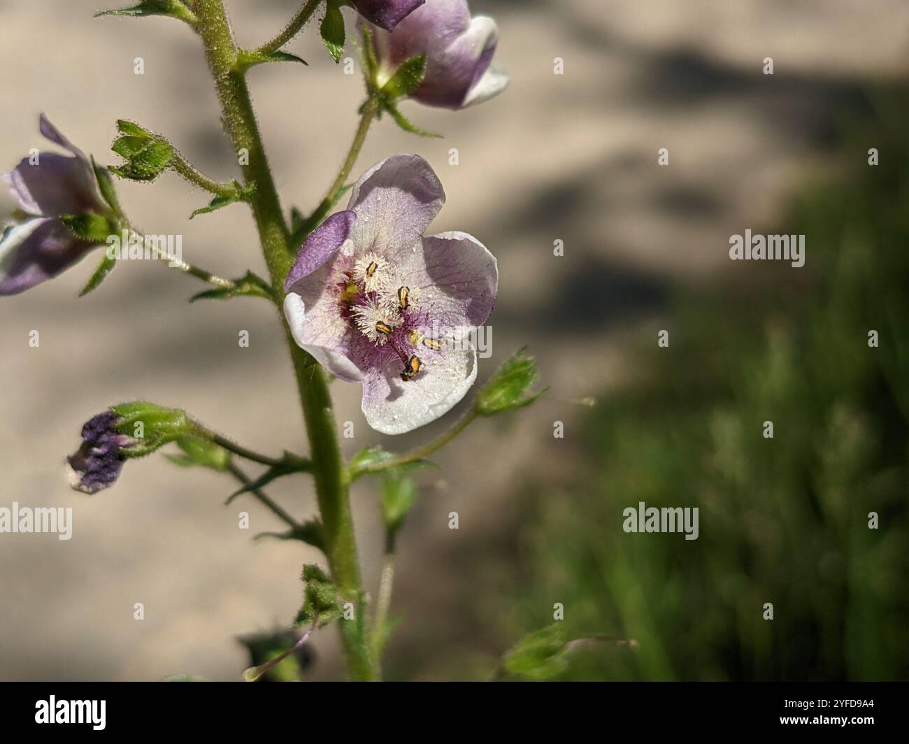 Purple Mullein (Verbascum phoeniceum Stock Photo - Alamy