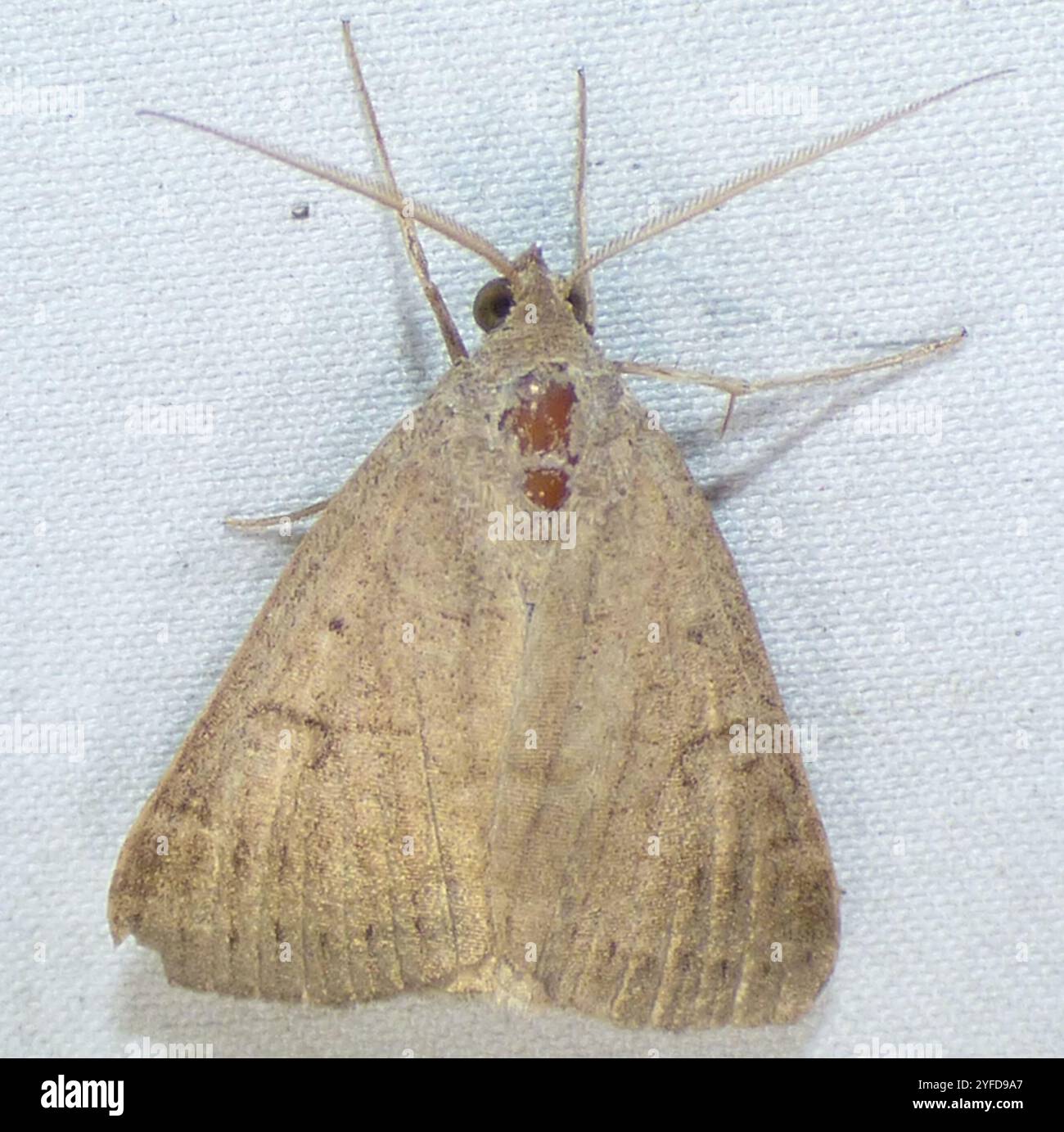 Vetch Looper Moth (Caenurgia chloropha Stock Photo - Alamy