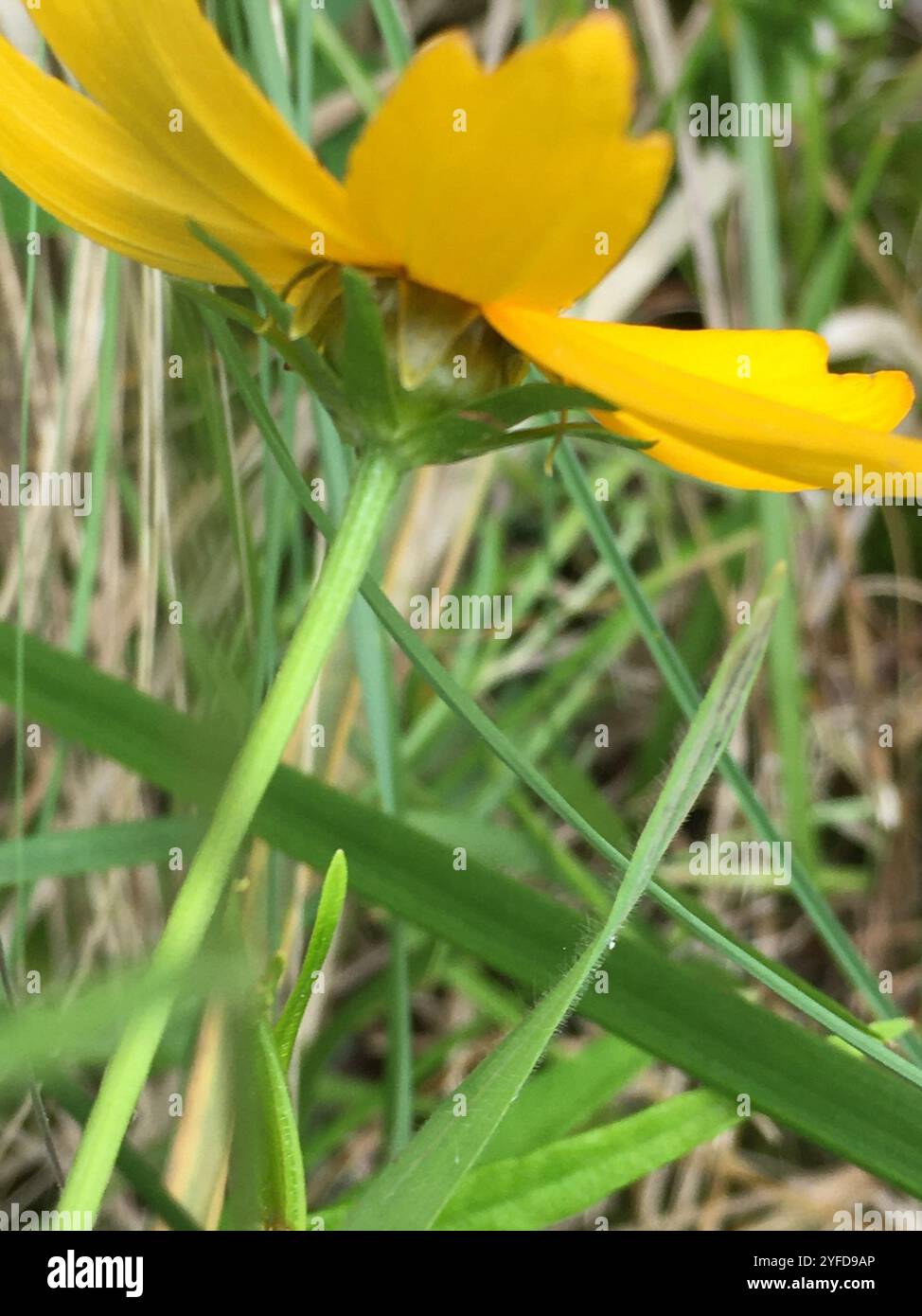 lobed coreopsis (Coreopsis auriculata Stock Photo - Alamy