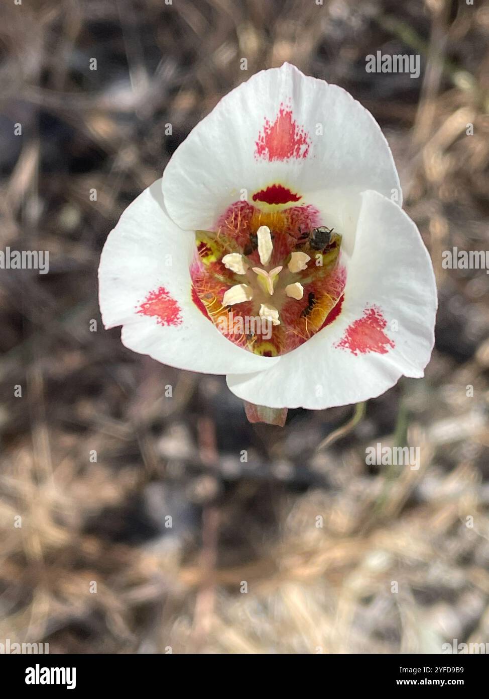 Butterfly Mariposa Lily (Calochortus venustus Stock Photo - Alamy